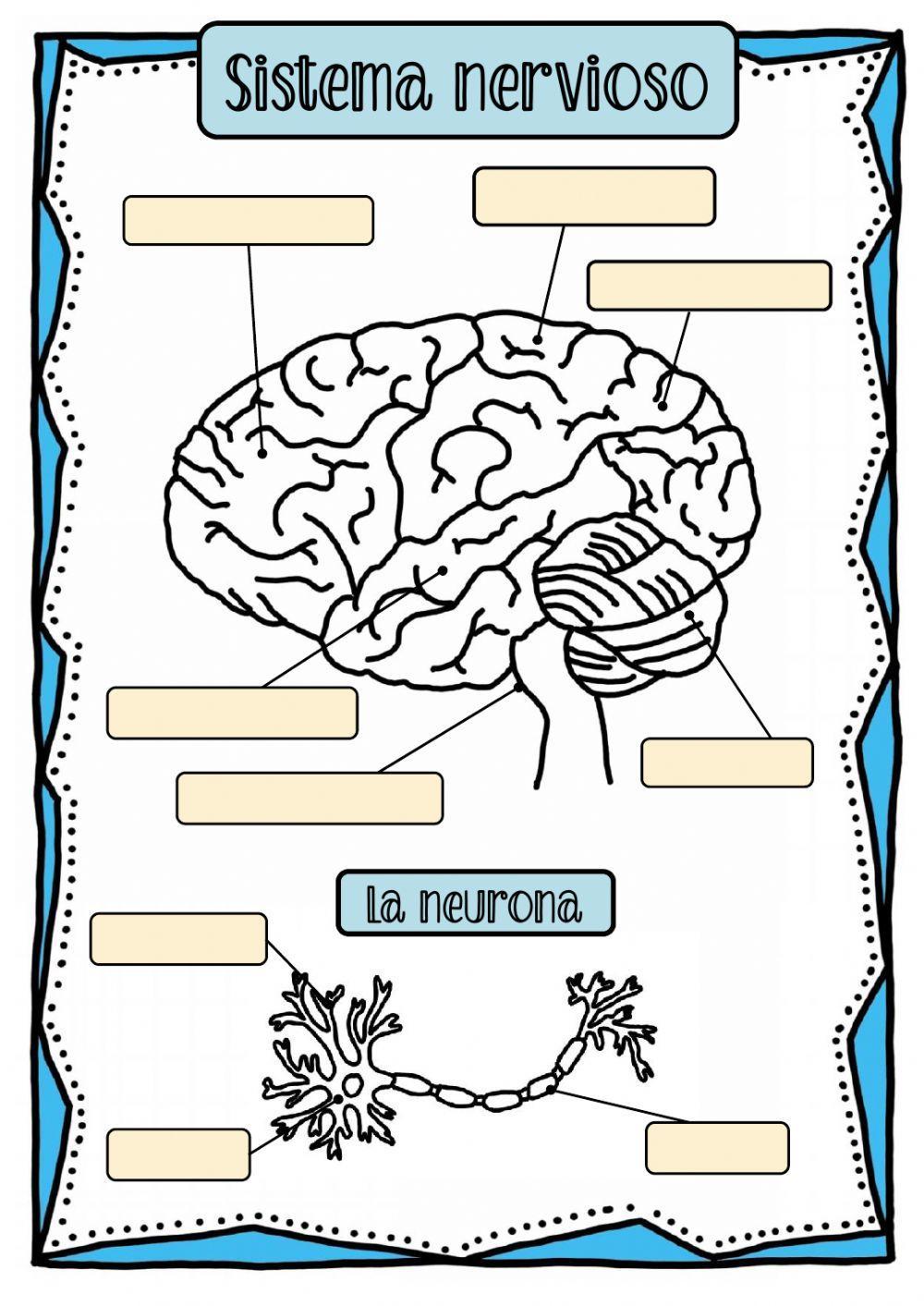 Sistema nervios… | Free Interactive Worksheets | 682554