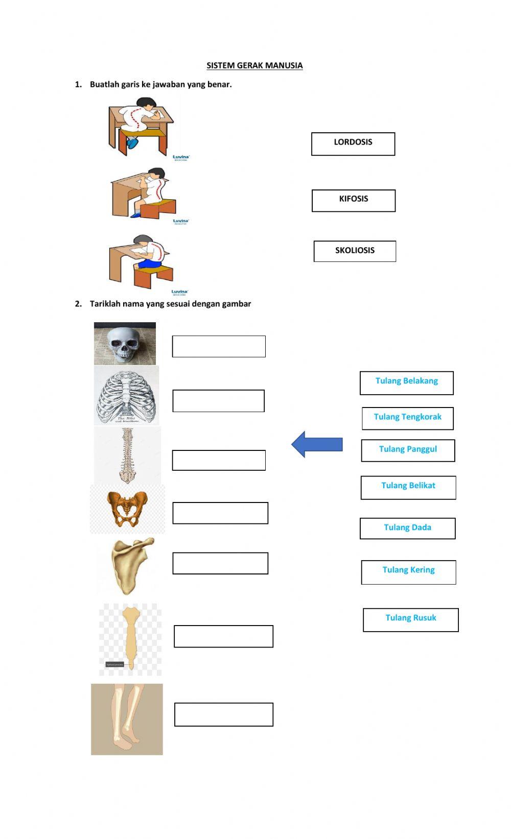 682988 | Rangka manusia | kadekmulyawati