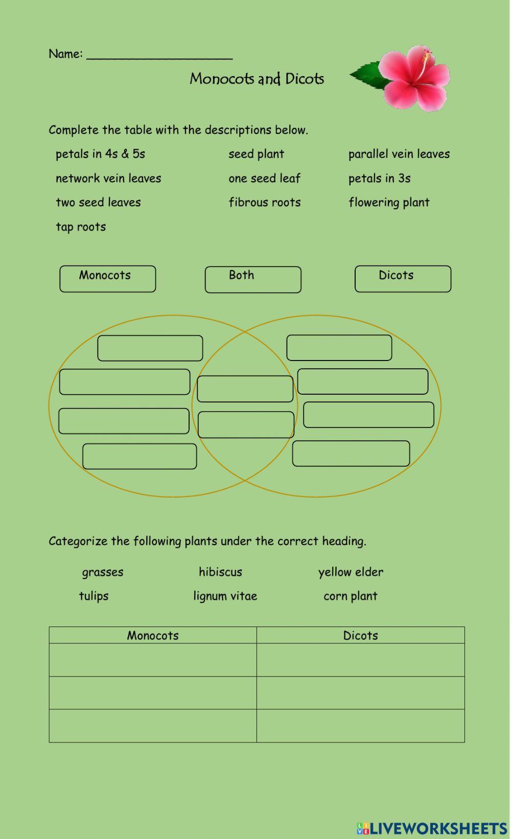 Monocots And Dicots Worksheet