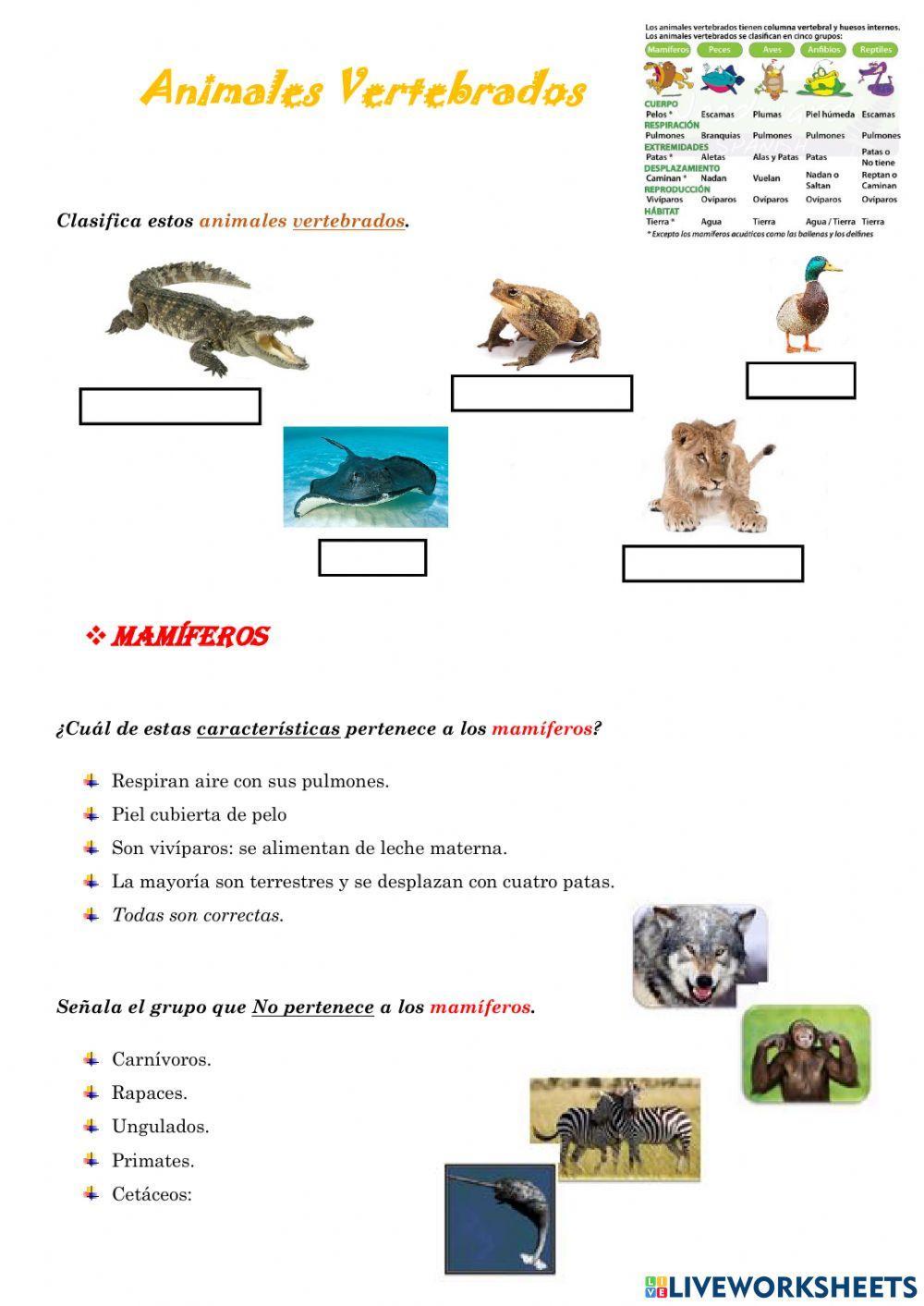 Animales vertebrados. Mamíferos worksheet | Live Worksheets