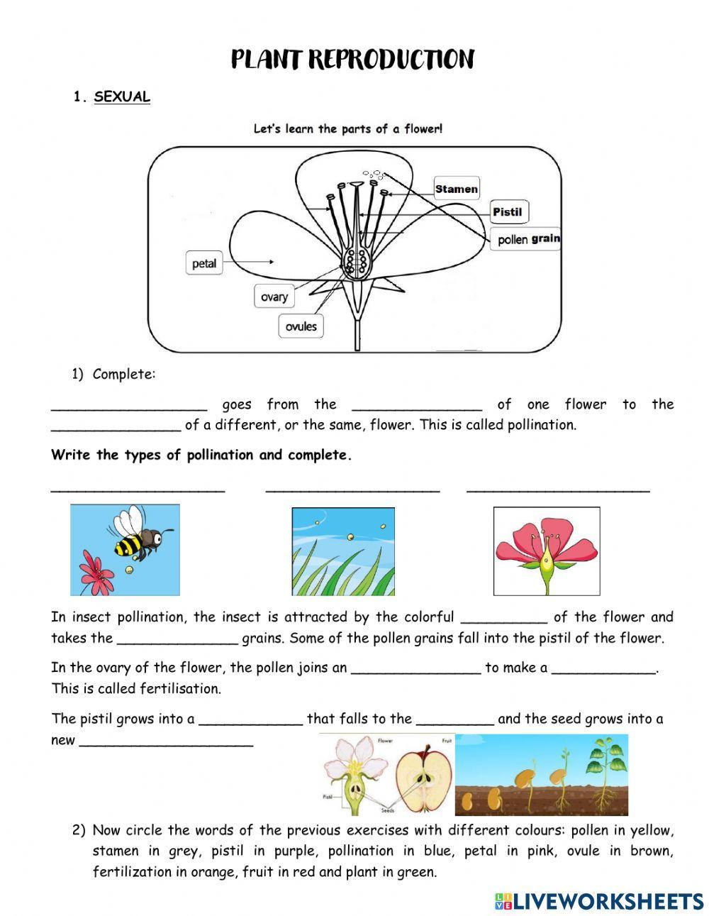 Reproduction In Flowering Plants Worksheet Best Flower Site