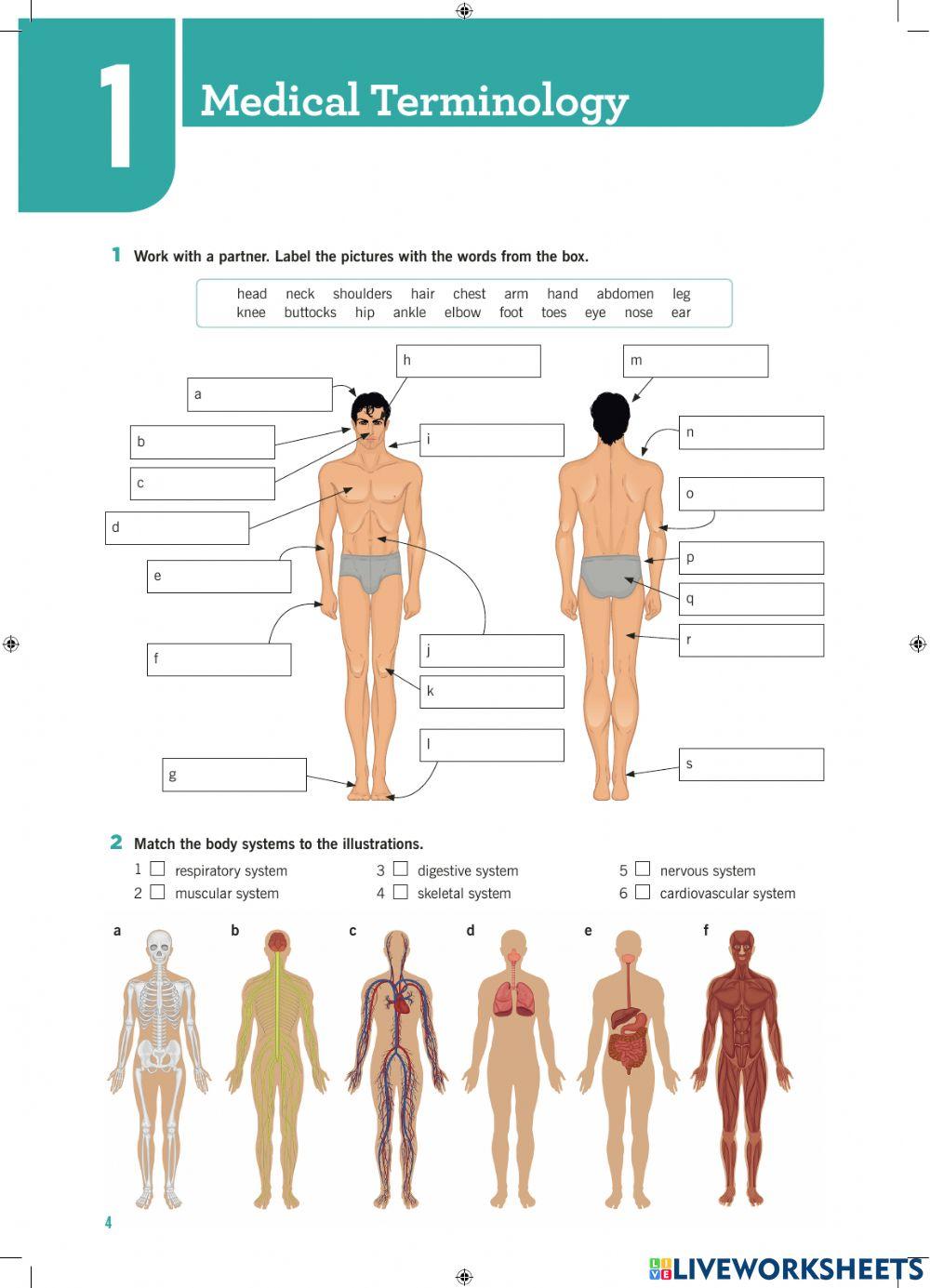 Body Parts (basic) 1110 | Sandramilena2909 | Live
