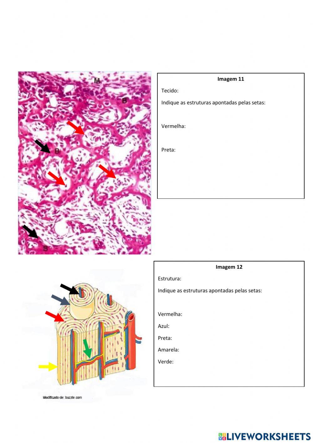 Aula prática - biologia dos tecidos - módulo ii worksheet | Live Worksheets