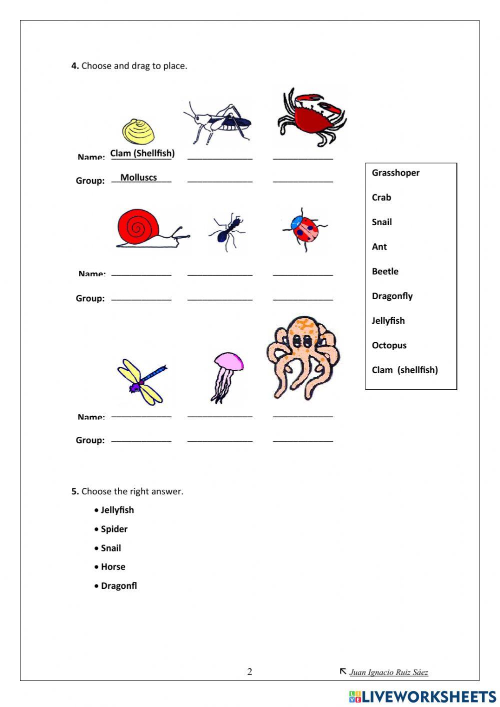 Invertebrate An… | Free Interactive Worksheets | 717008