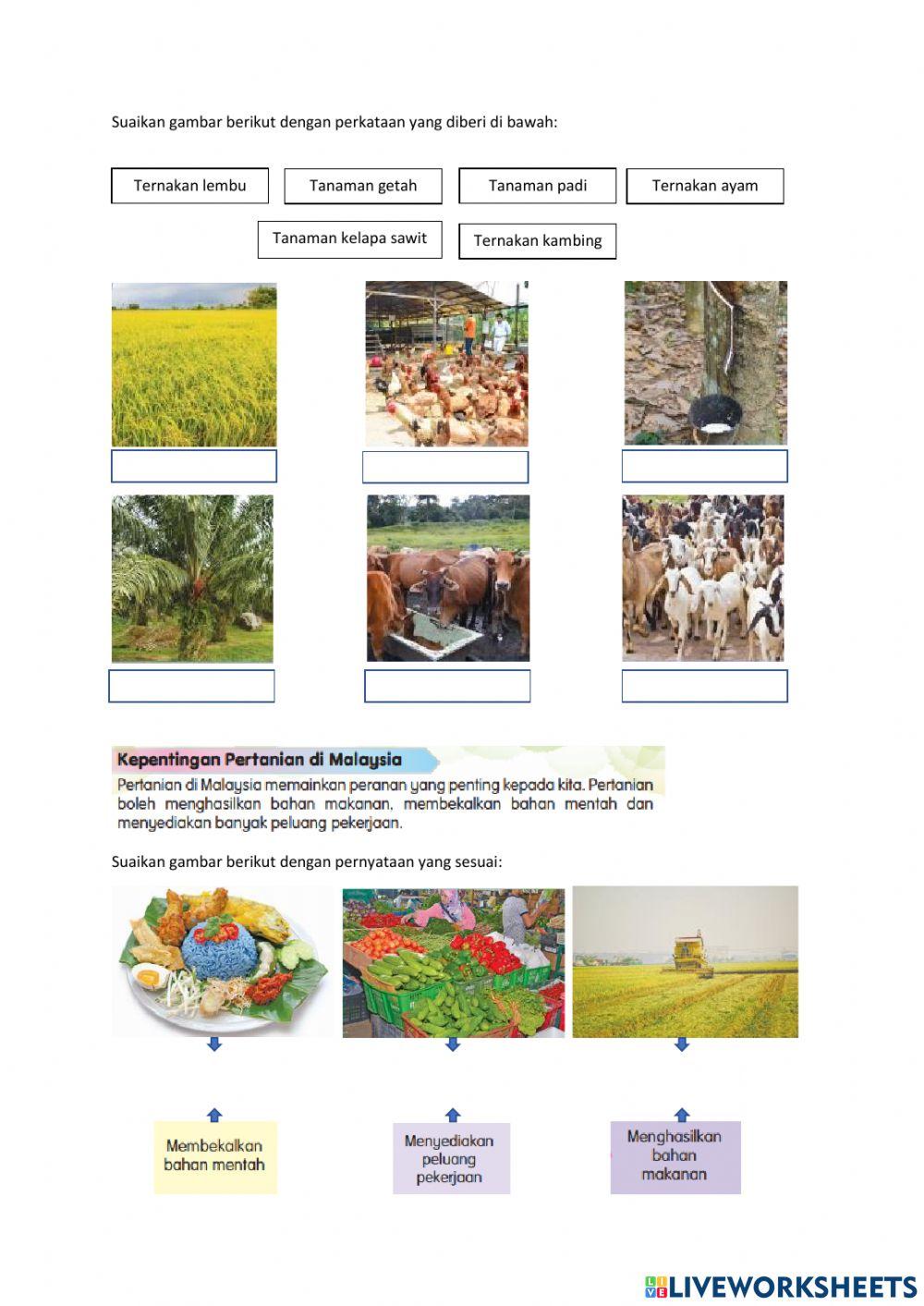 Pertanian activity | Live Worksheets