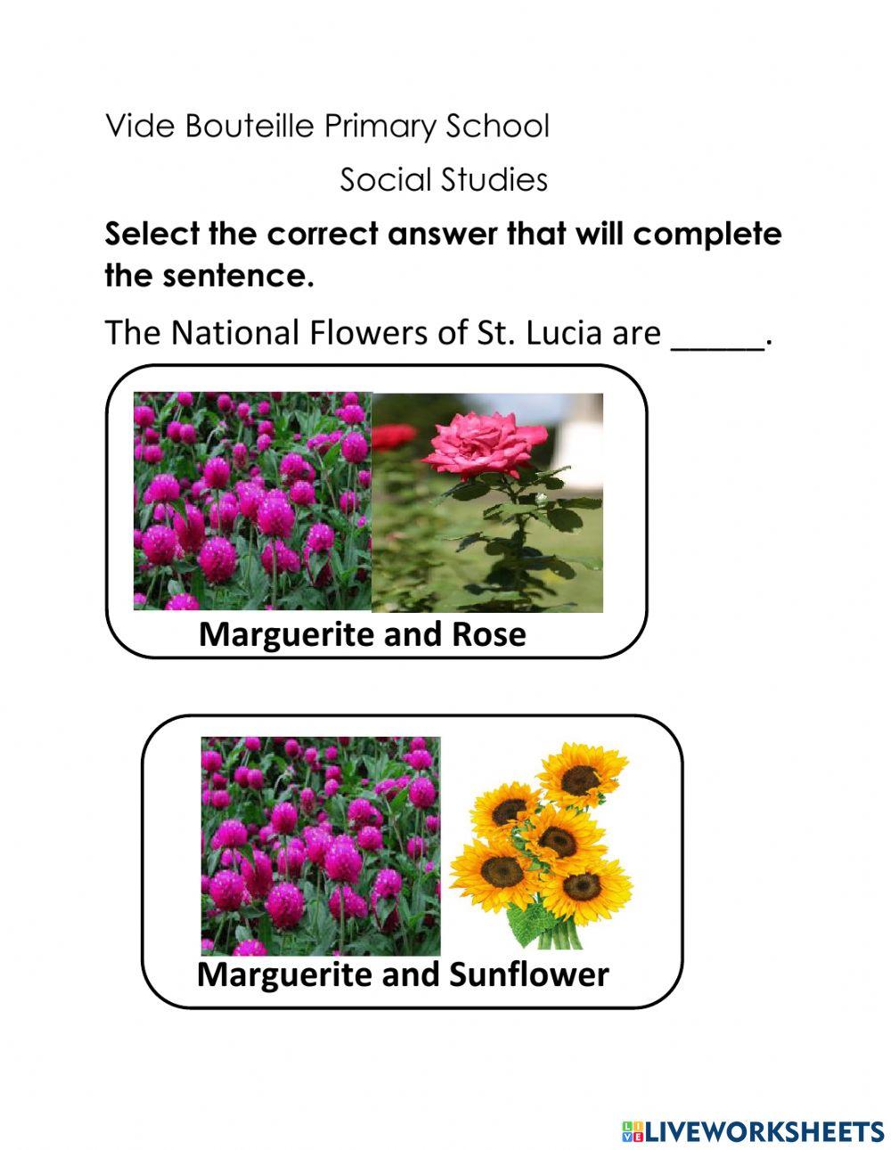 St Lucia National Flower Marguerite | Best Flower Site