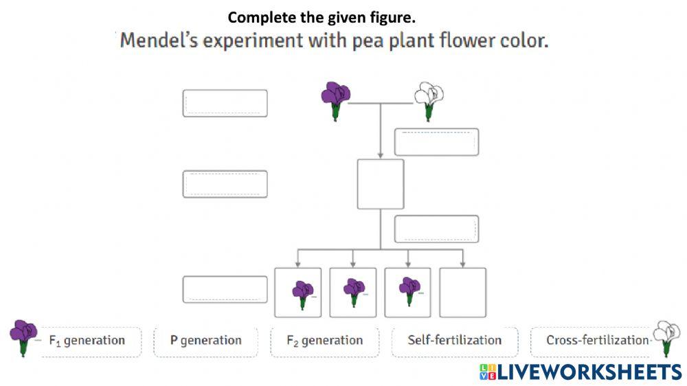 Lw 2 worksheet | Live Worksheets