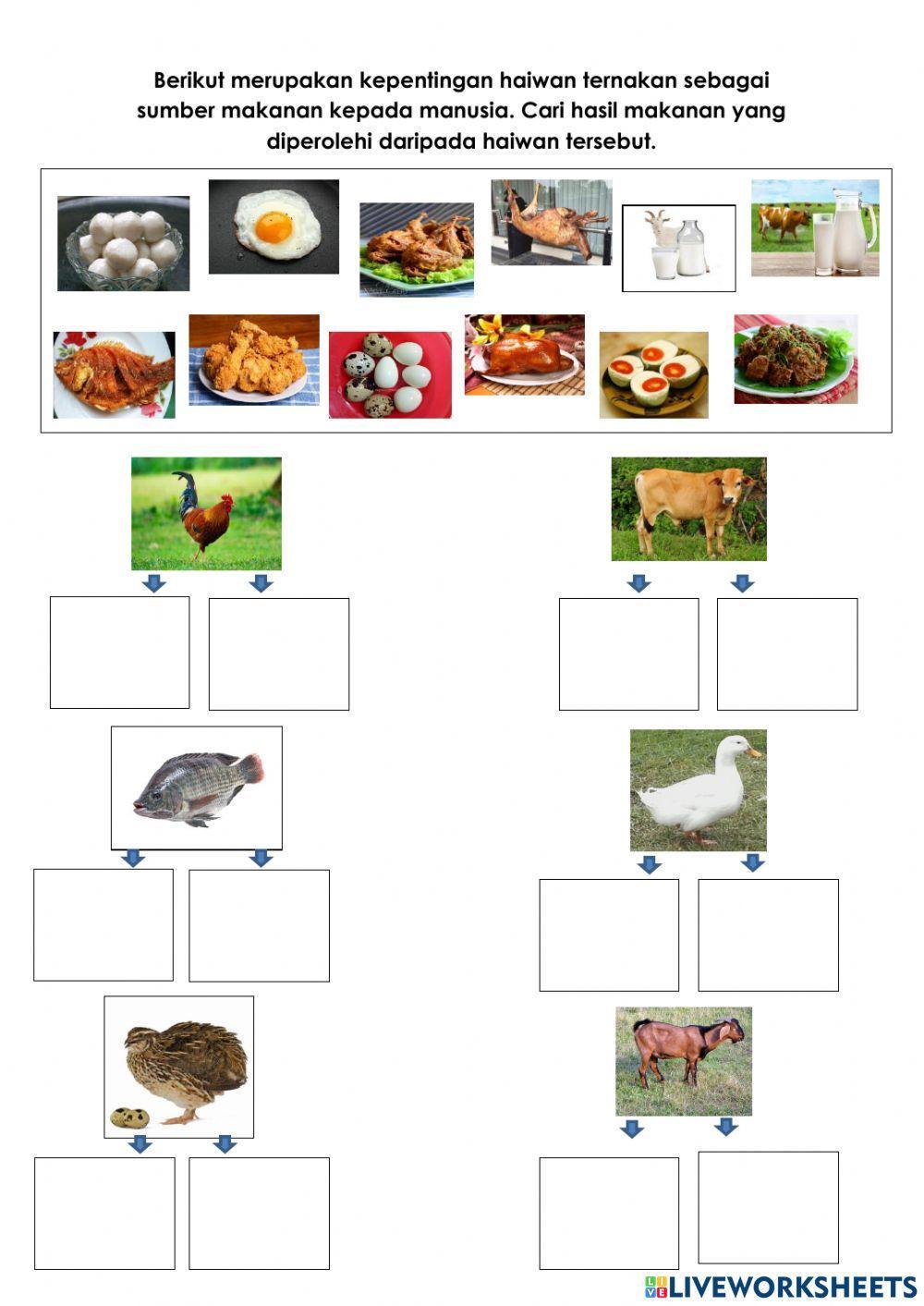 722097 | Pssas ting 1:haiwan ternakan-3-cikgu hawa | SITI