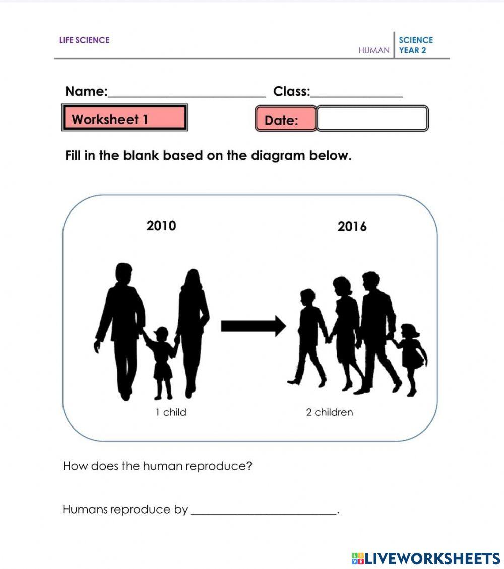 4736760 | Science Year 3: Human Reproduction | samj83
