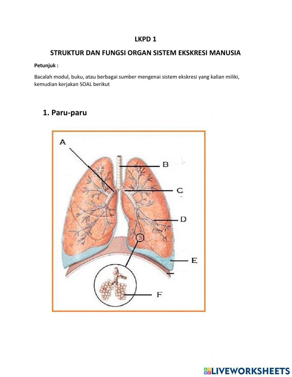 LKPD 1 STRUKTUR ORGAN SISTEM EKSKRESI MANUSIA FIX online exercise for | Live Worksheets