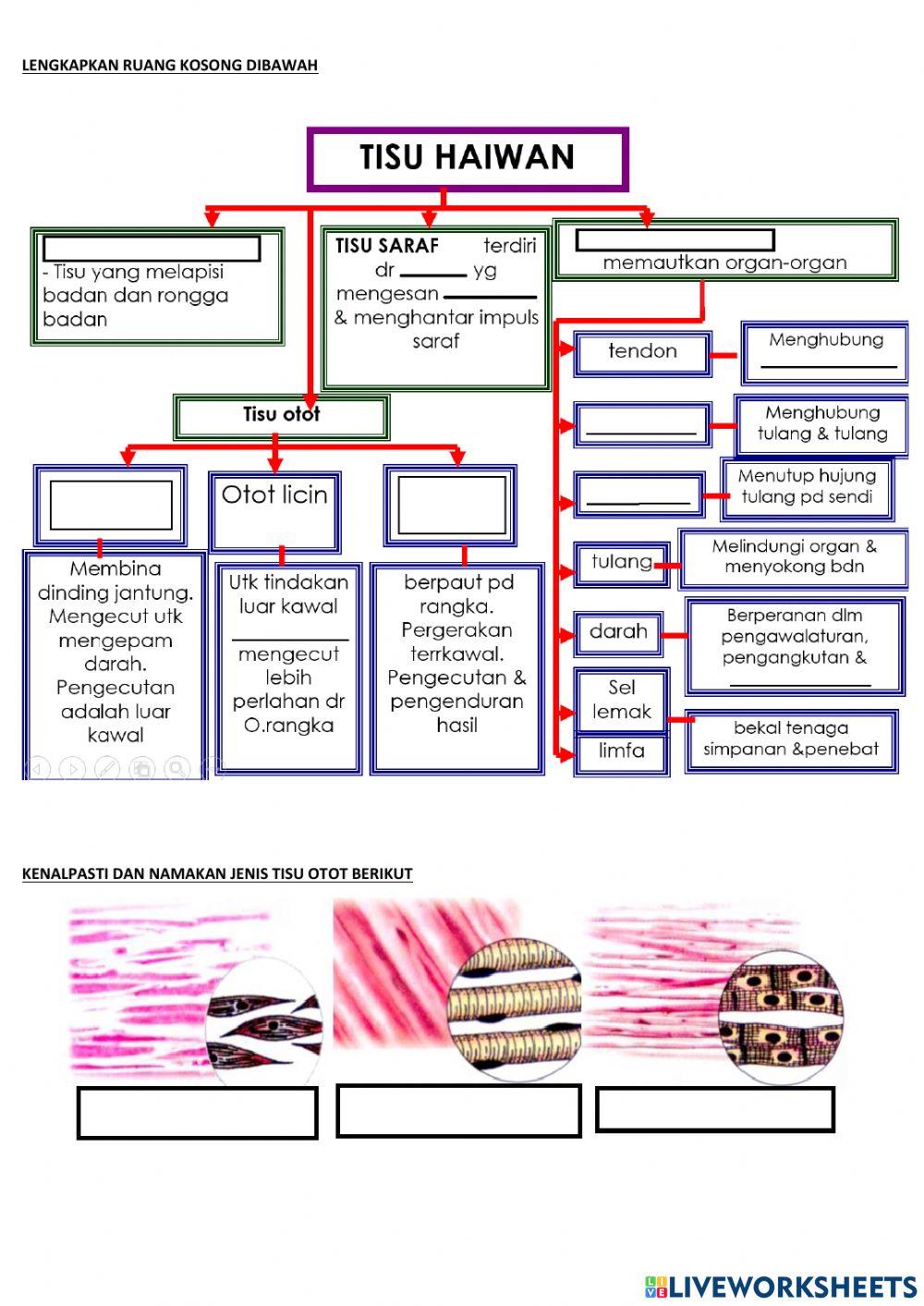 BAB 2:Biologi s… | Free Interactive Worksheets | 729333