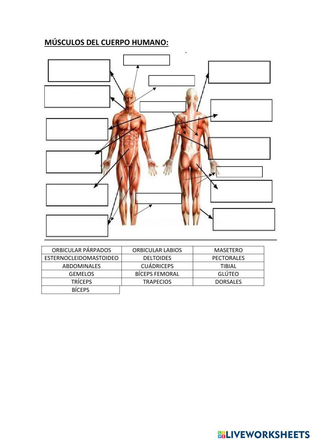 733677 | Huesos y musculos | NaninNanin | LiveWorksheets