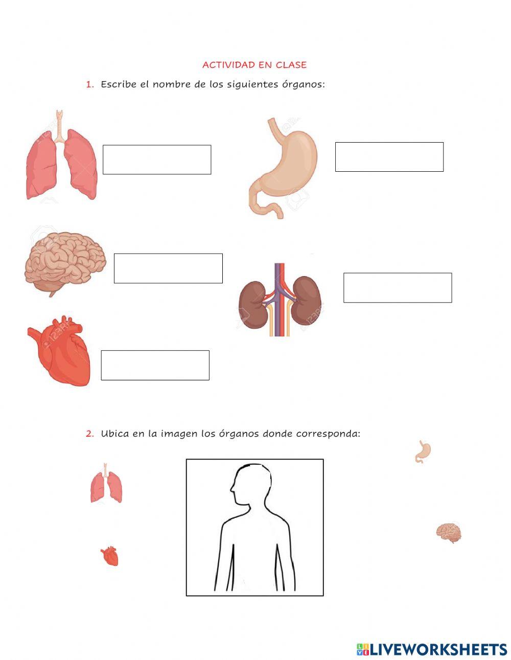 Organos | Live Worksheets
