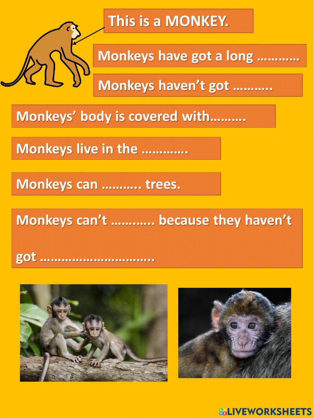 Monkeys life worksheet | Live Worksheets