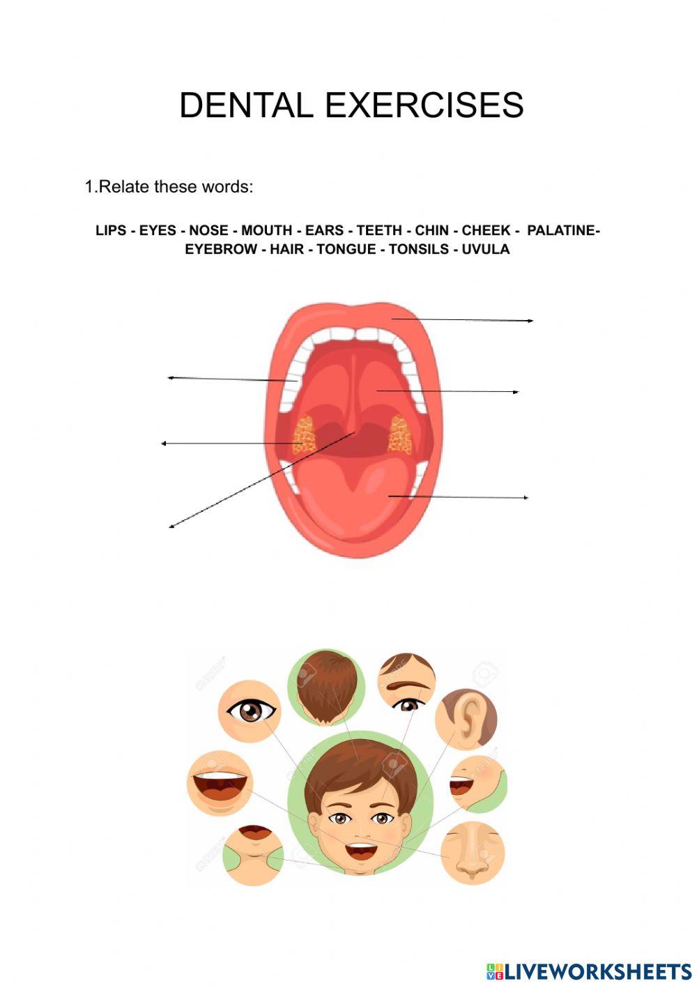 Oral cavity exe… | Free Interactive Worksheets | 735791