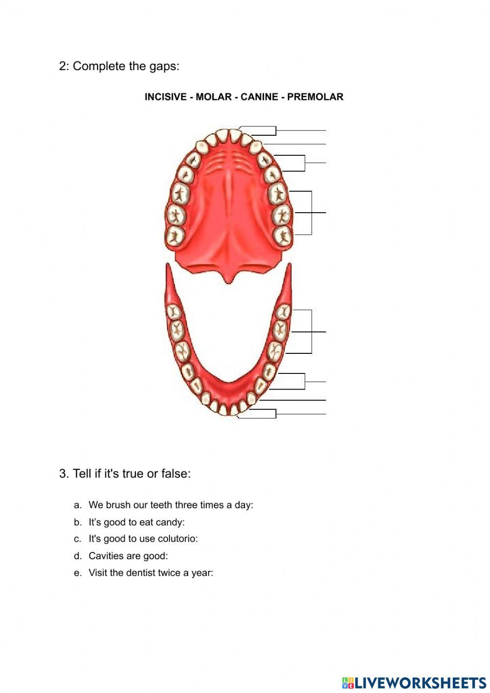 Oral cavity exe… | Free Interactive Worksheets | 735791