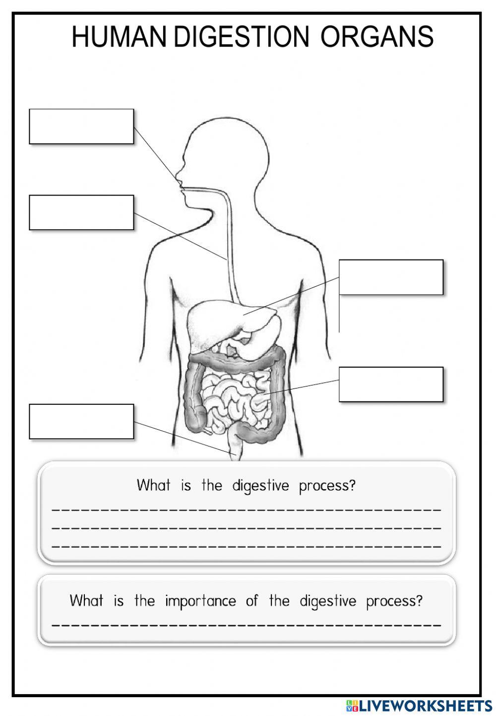 Digestive System Online Activity For Year 3 Live Worksheets digestive-system-online-activity-for-year-3-live-worksheets