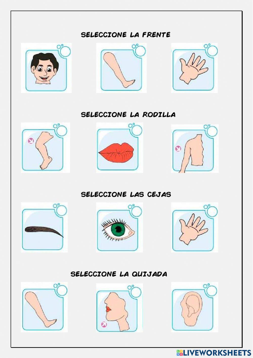 Esquema Corporal El Maravilloso Mundo Del Esquema Corporal