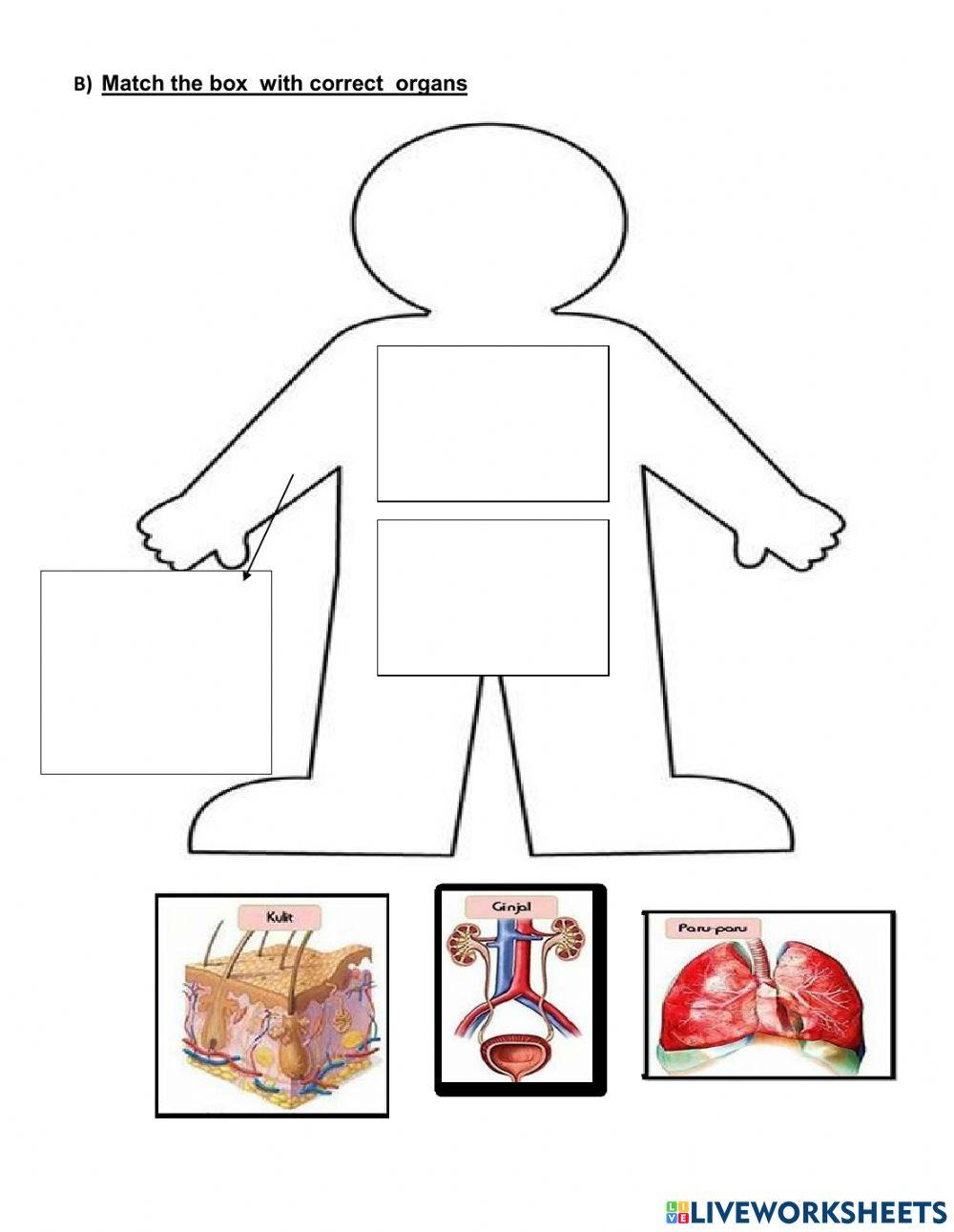 EXCRETION AND D… | Free Interactive Worksheets | 4766879