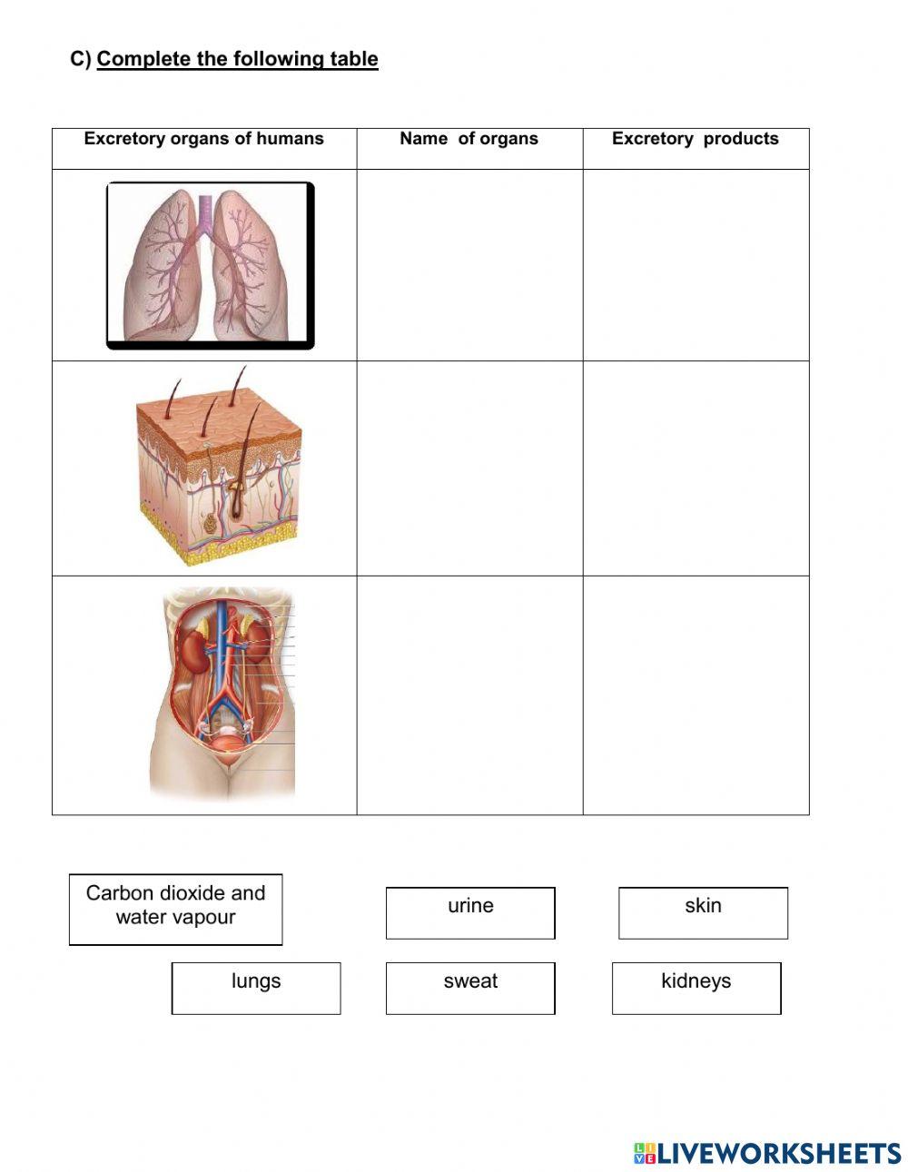 EXCRETION AND D… | Free Interactive Worksheets | 4766879