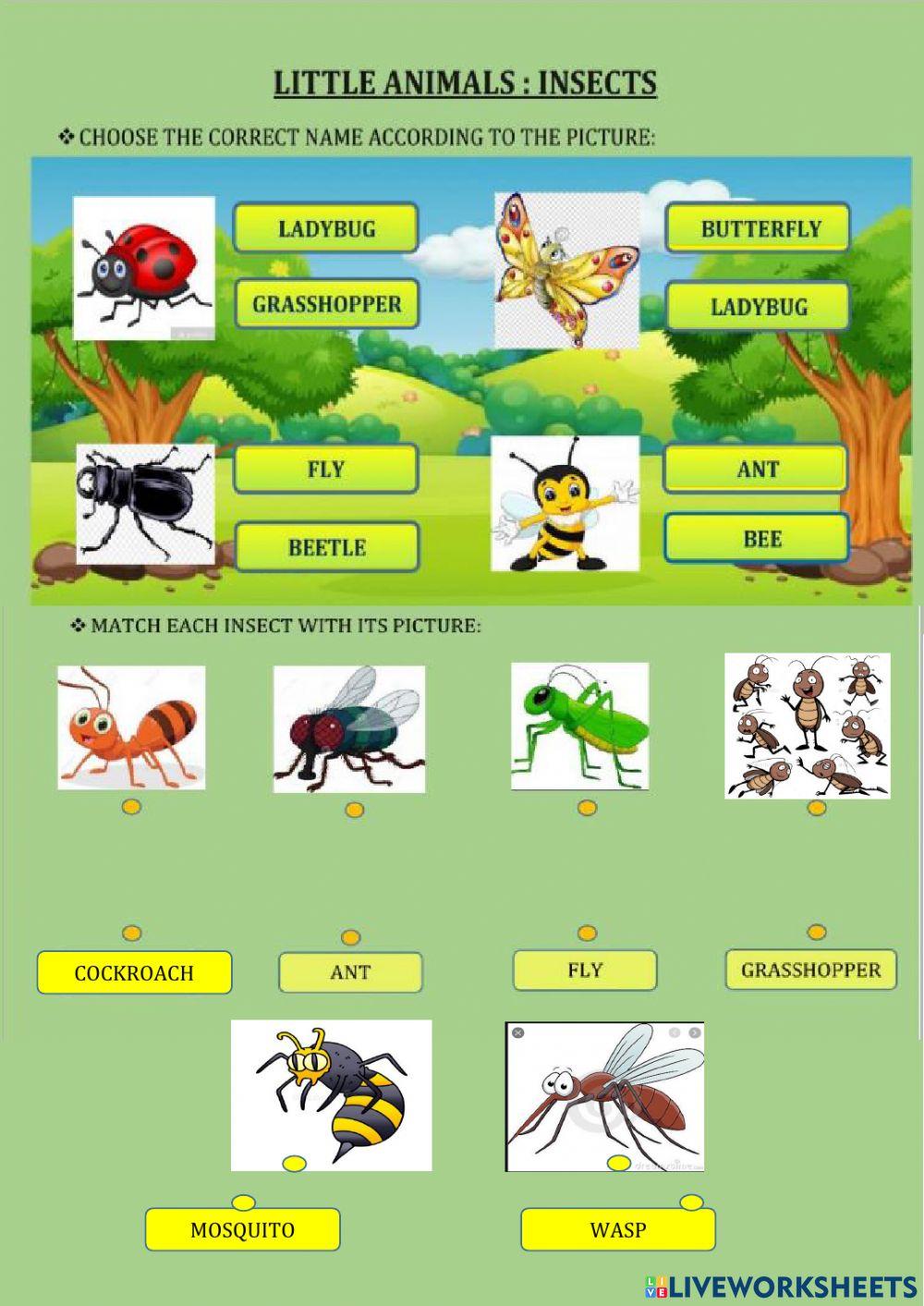 Insects activity for third | Live Worksheets