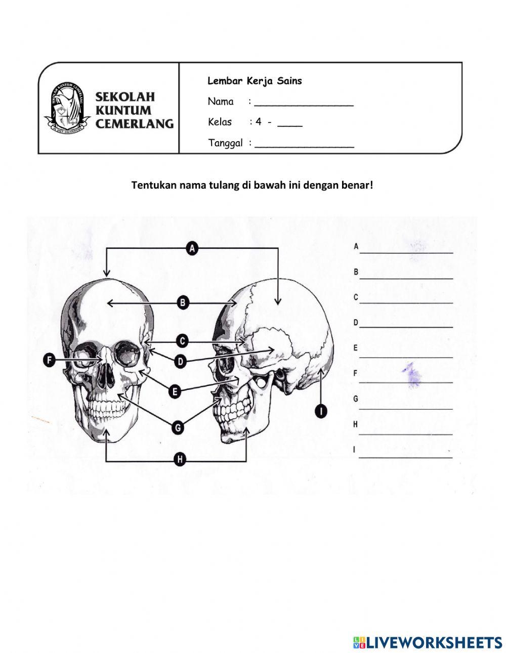 Rangka Manusia online worksheet | Live Worksheets