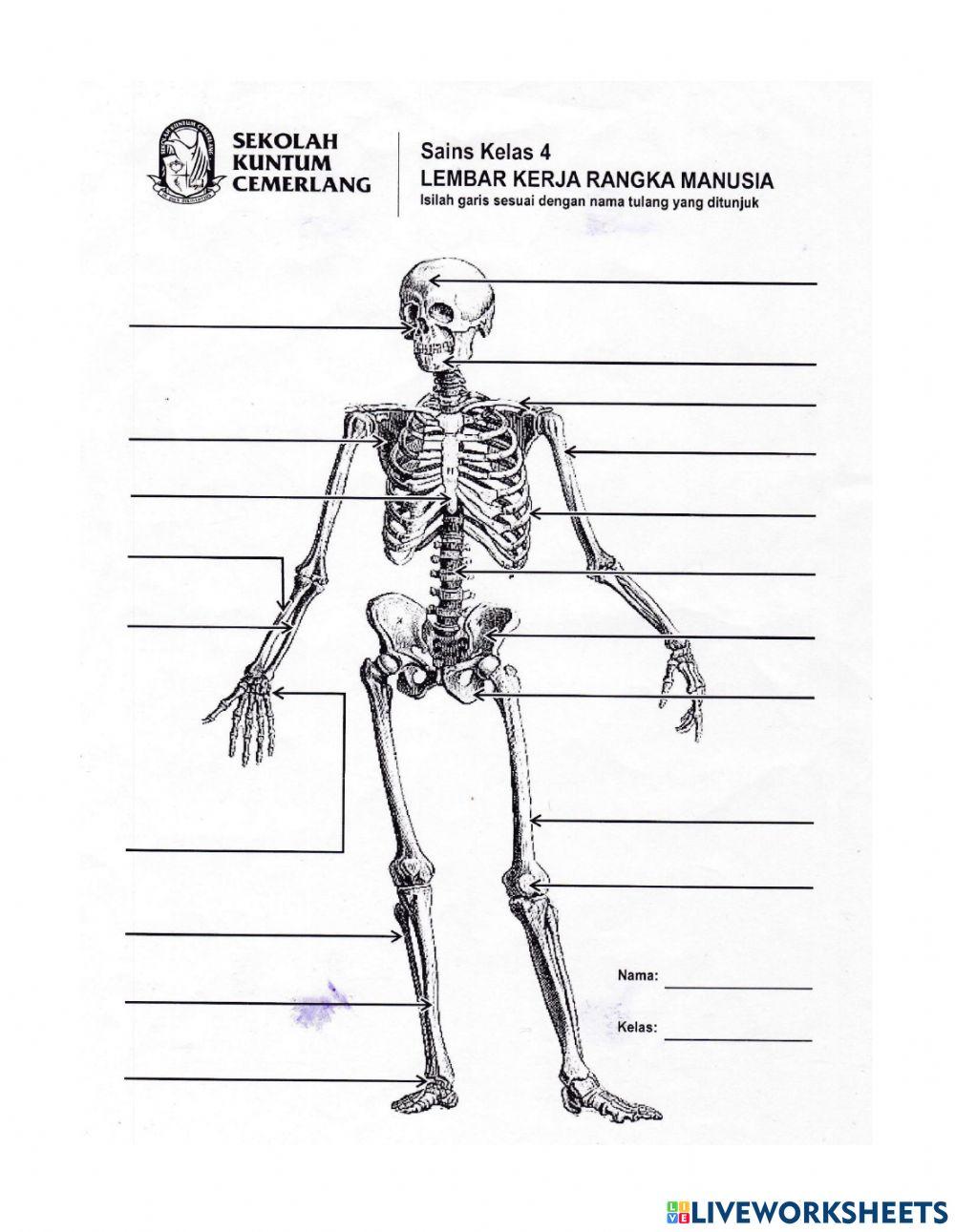 Rangka Manusia online worksheet | Live Worksheets