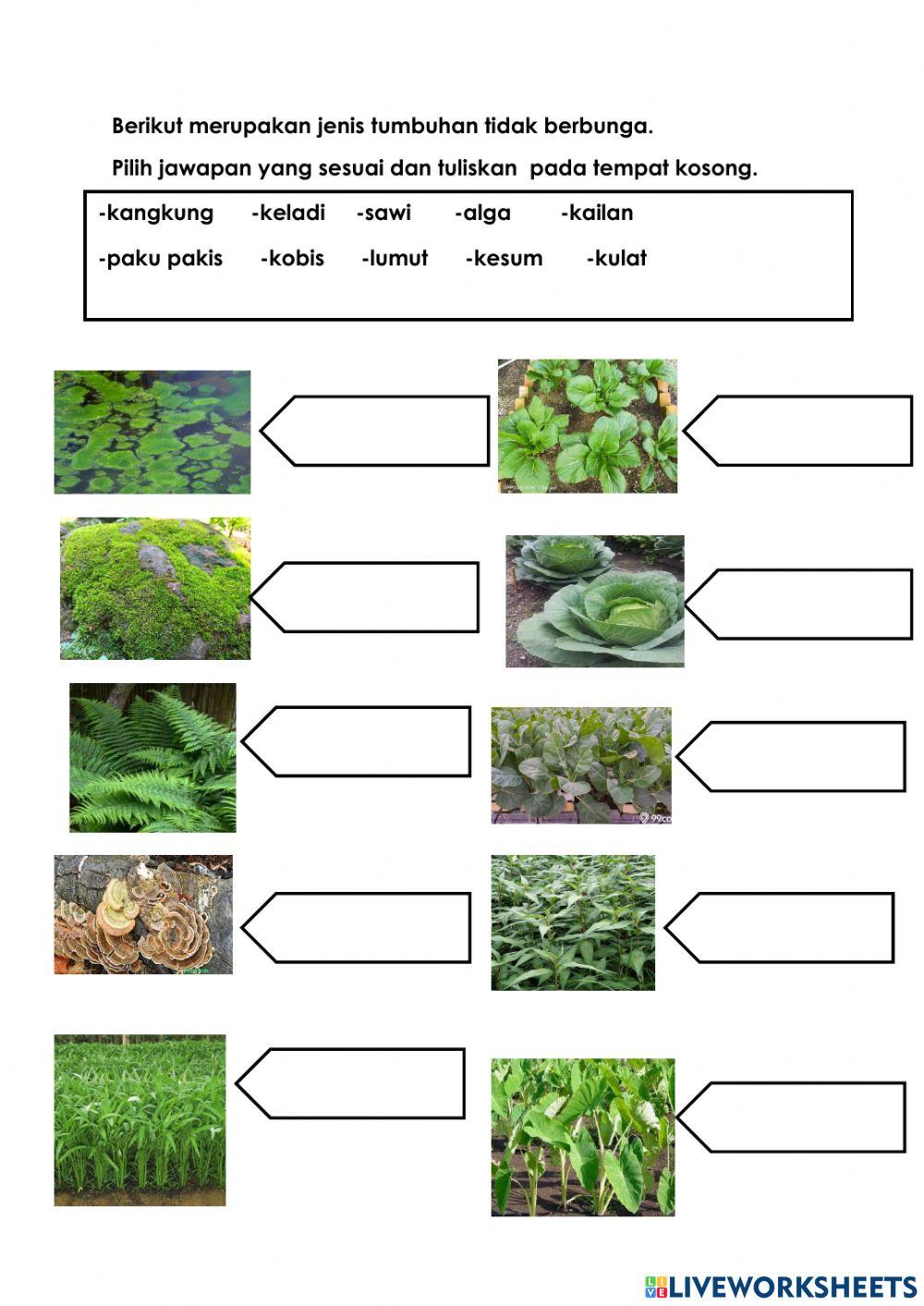 748265 | PSSAS TING 1:TUMBUHAN-Cikgu Hawa | SITI HAWA