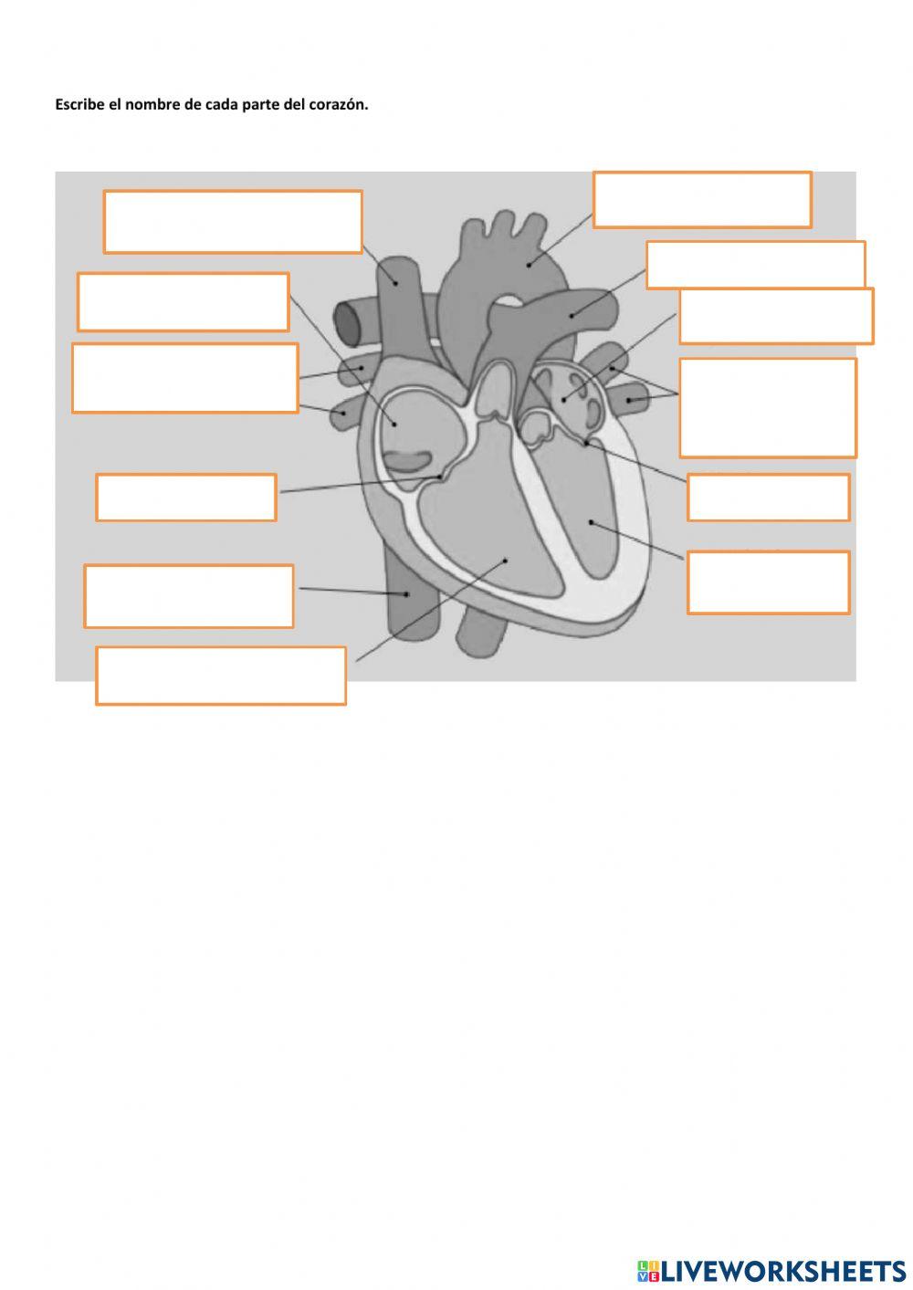 El corazón | Free Interactive Worksheets | 753687