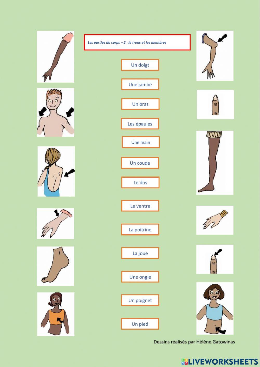 Les parties du corps-2 : le tronc et les membres worksheet | Live ...