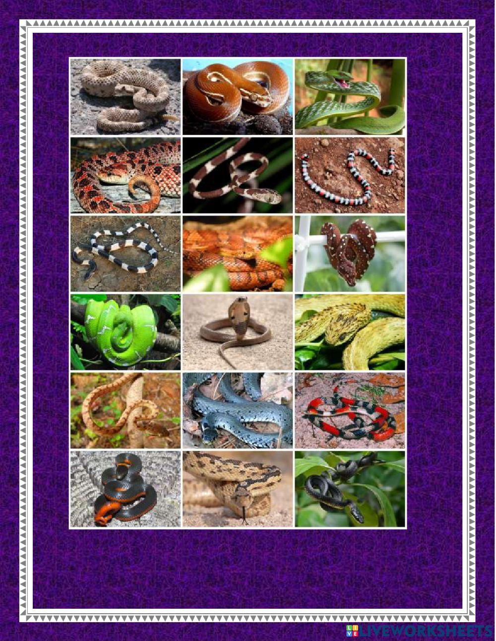 How Many Animals Can You See Interactive Worksheet Live Worksheets how-many-animals-can-you-see-interactive-worksheet-live-worksheets