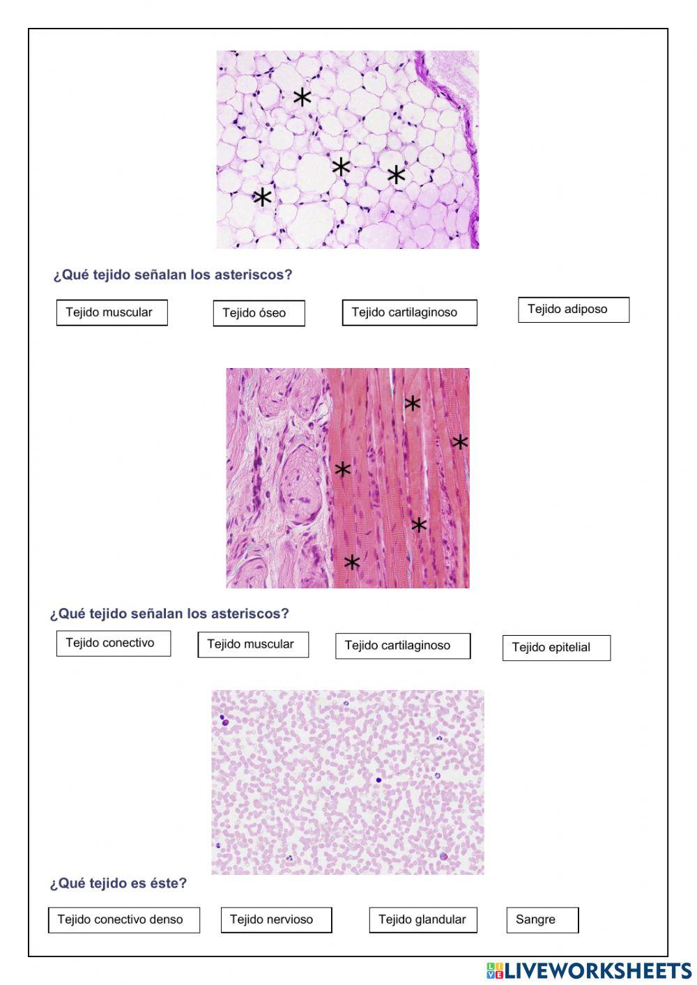 Tejidos Epitelial, Conectivo, Muscular y Nervioso 754777