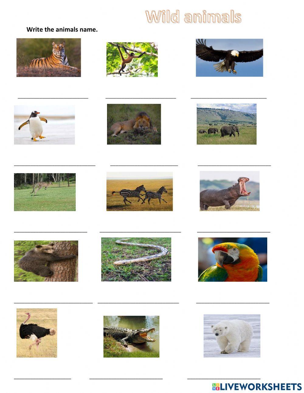 Wild animals | Free Interactive Worksheets | 754855