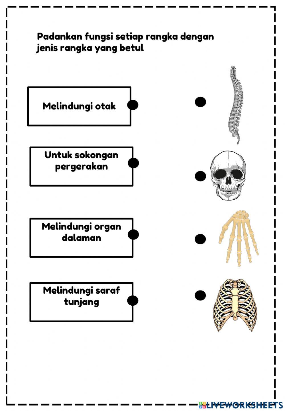 Sistem rangka manusia 756322 | tchrolivia | Live
