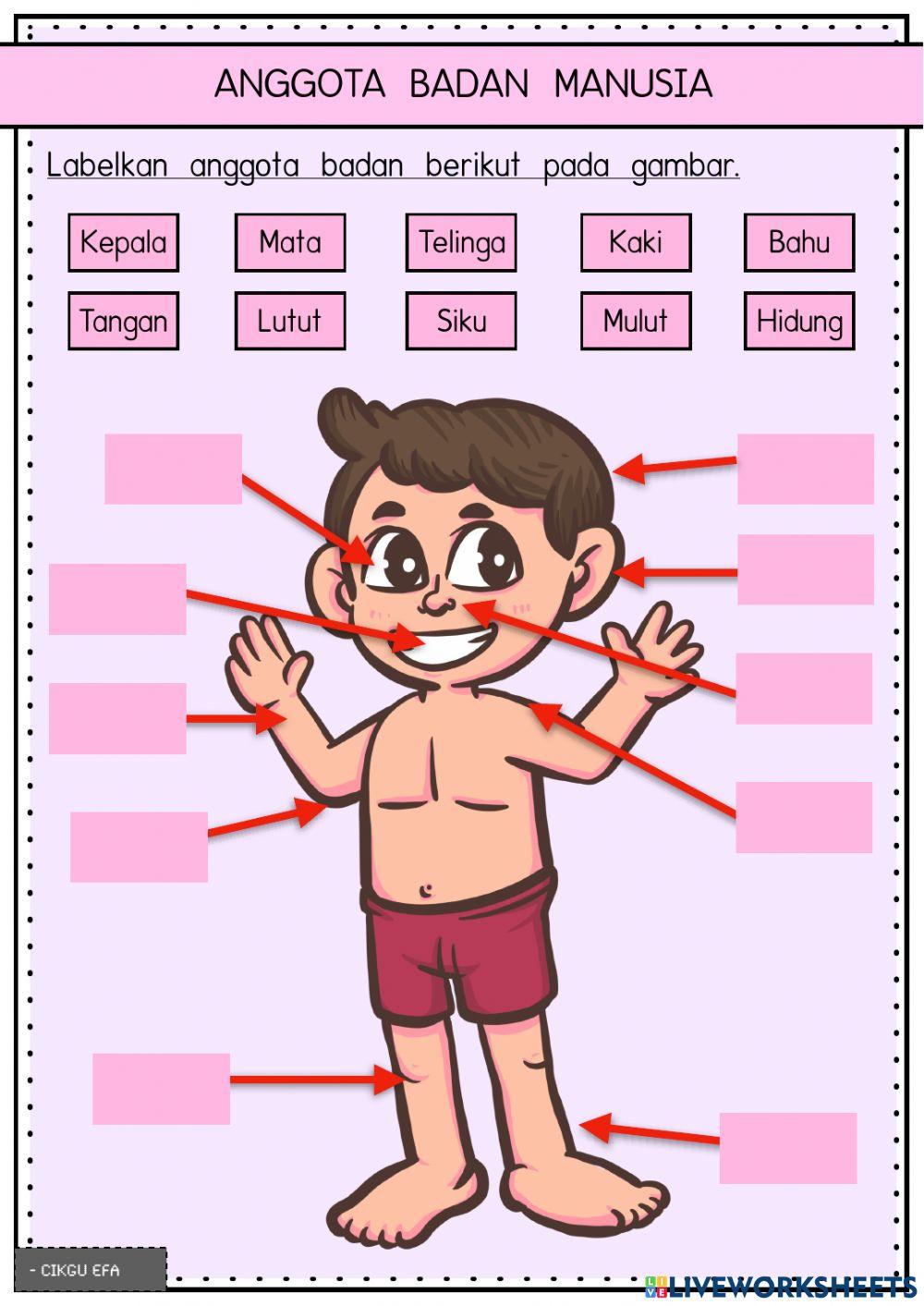 Anggota Badan Manusia worksheet | Live Worksheets