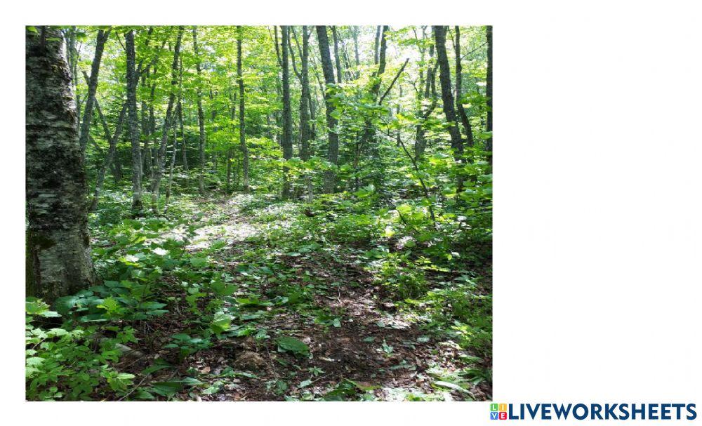 Describe the Forest | Anita Miller | Live Worksheets