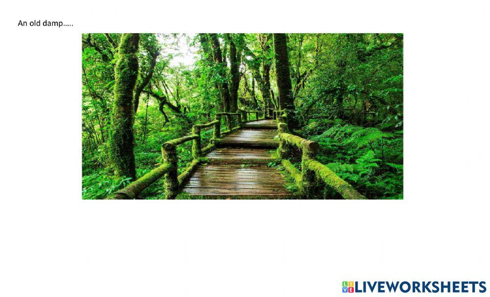 Describe the Forest | Anita Miller | Live Worksheets