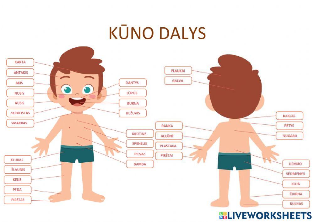 4799334 | Žmogaus kūno dalys | Kaspariene