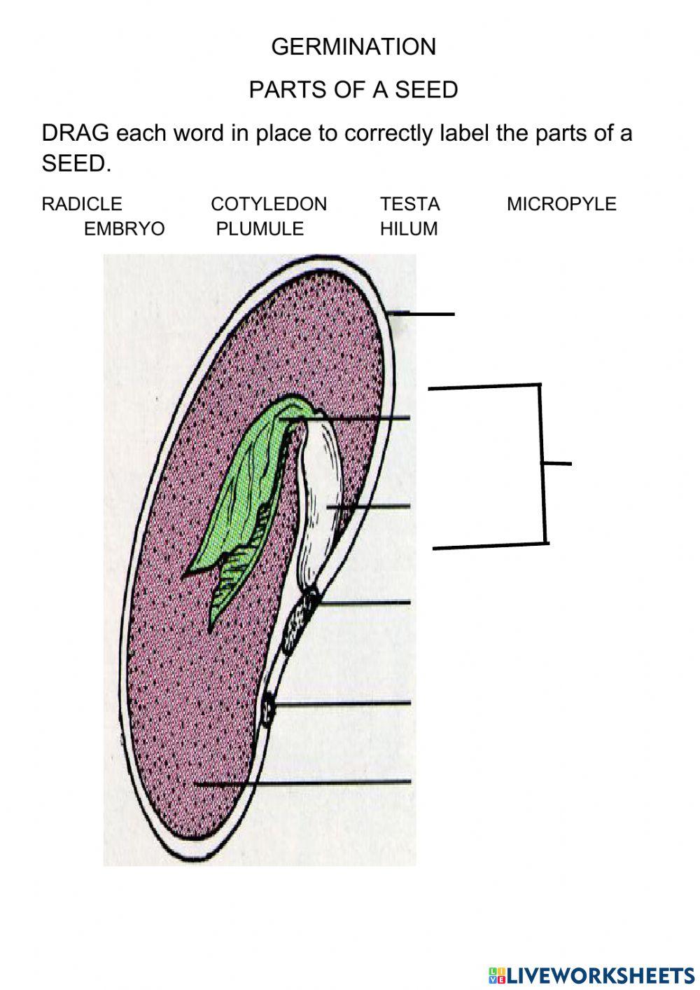 Parts of a Seed online exercise for | Live Worksheets