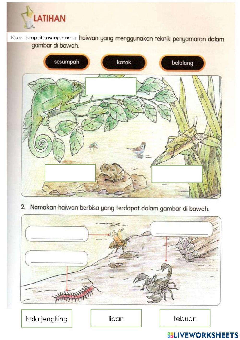 Penyamaran Haiwan | SitiMasidayu83 | Live Worksheets
