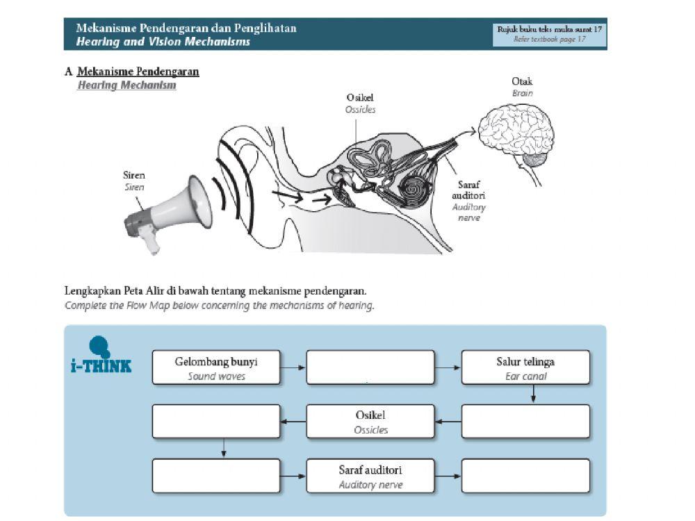 telinga manusia worksheet | Live Worksheets