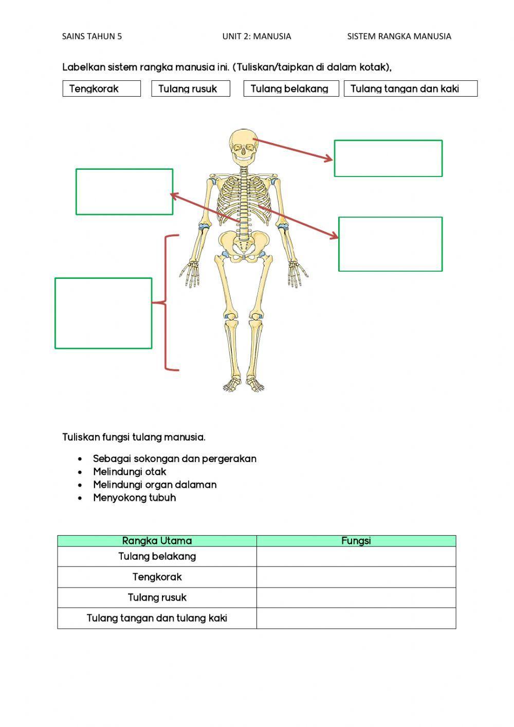 Fungsi sistem rangka manusia Tahun 6 worksheet | Live Worksheets