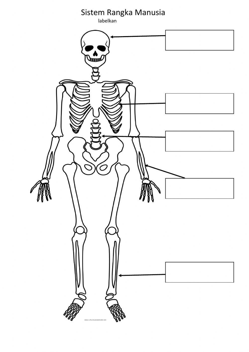 Sistem rangka | Live Worksheets