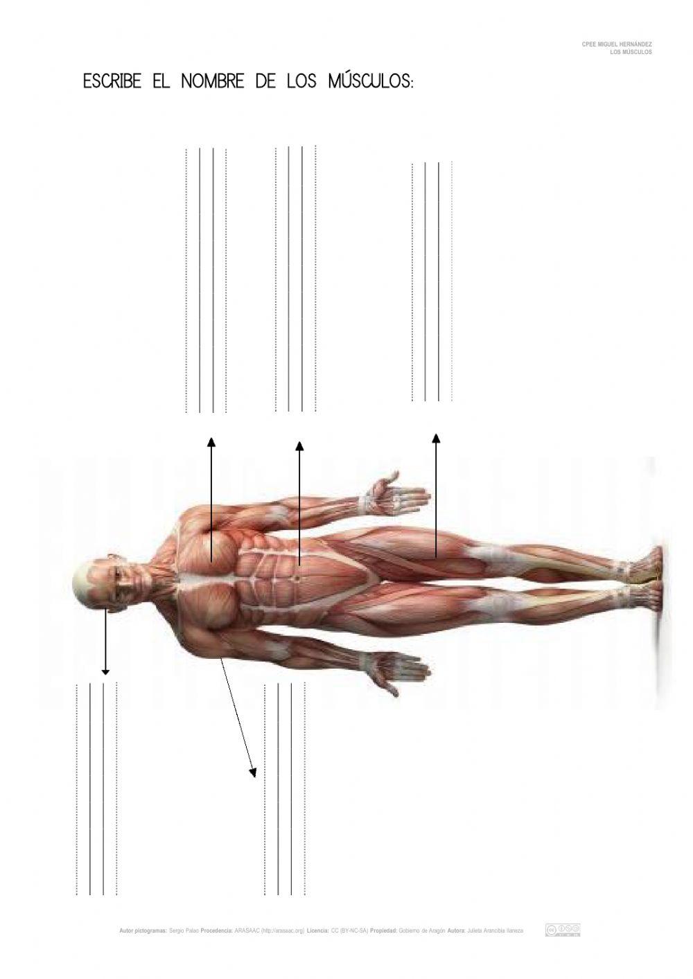 Los músculos Ciencias de la Naturaleza activity | Live Worksheets