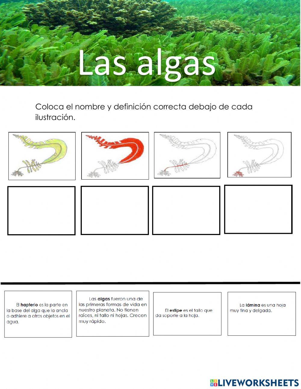 Algas worksheet | Live Worksheets