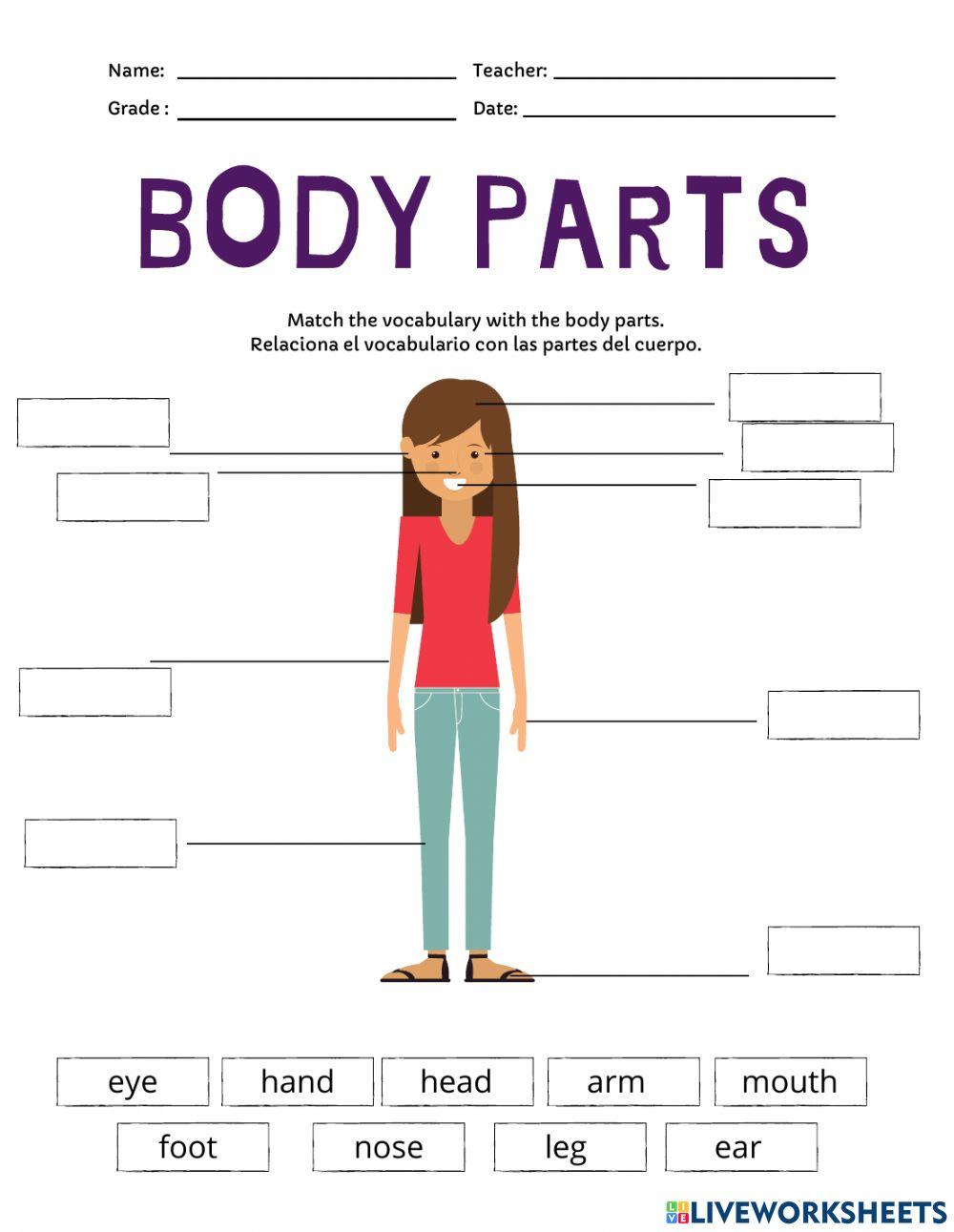 Body Parts worksheet 692426 | Miriam Palomino | Live