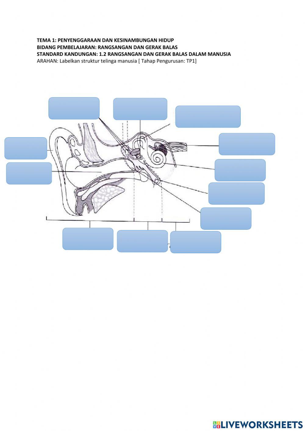 Struktur telinga | chock2496 | Live Worksheets