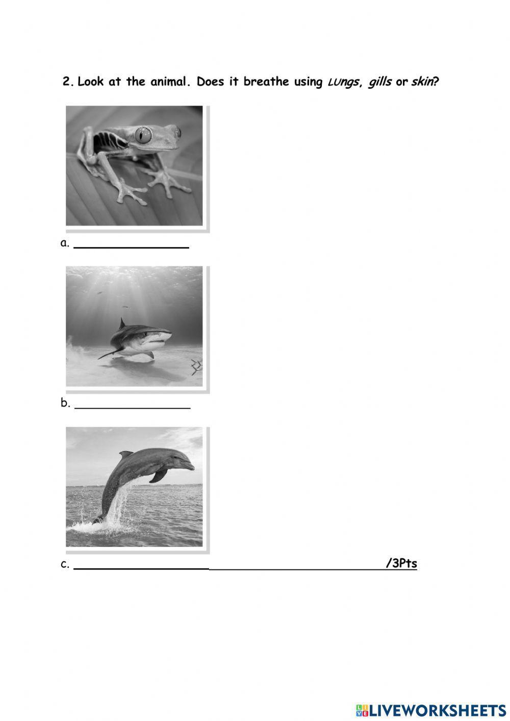 Science P4 Unit 3 invertebrates | cristinasmncc | Live