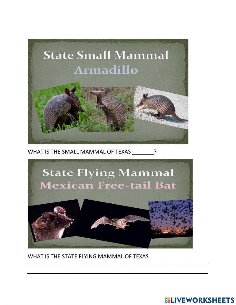 Getting to know texas symbols worksheet | Live Worksheets