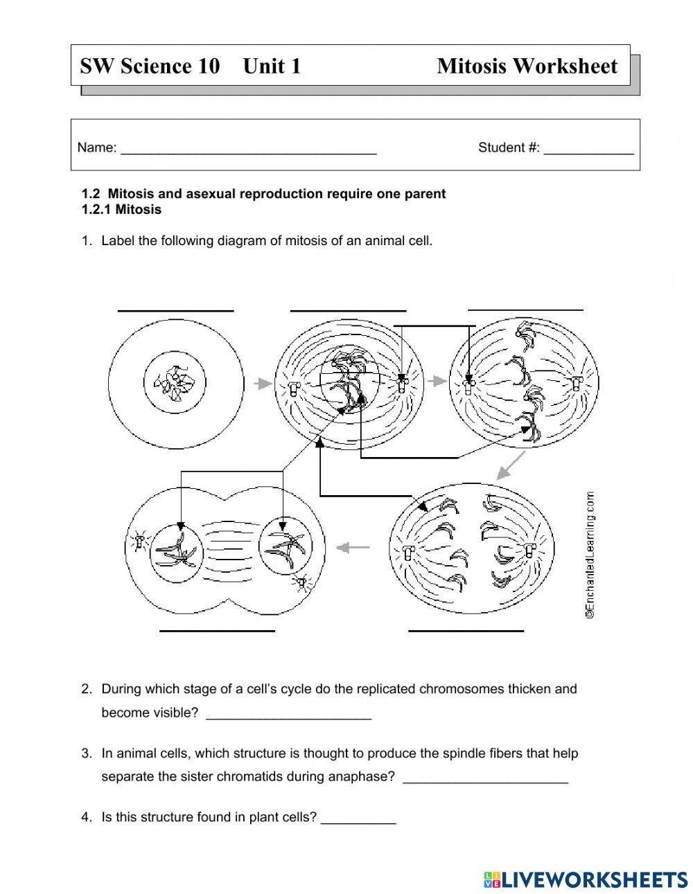 Mitosis stages 6404775 | SherrelTreco | LiveWorksheets